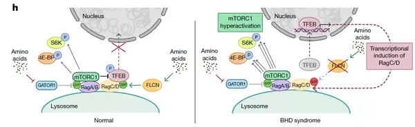 Nature | mTORC1通路的特异底物激活机制 - 知乎
