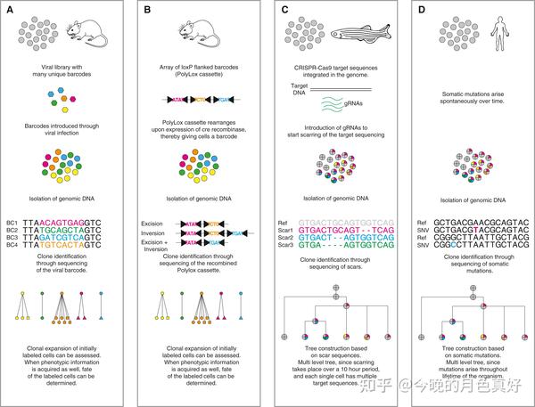 Single-Cell Transcriptomics Meets Lineage Tracing - 知乎