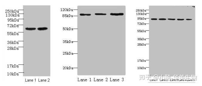 【干货收藏贴】WB常见问题精品全集锦 - 知乎