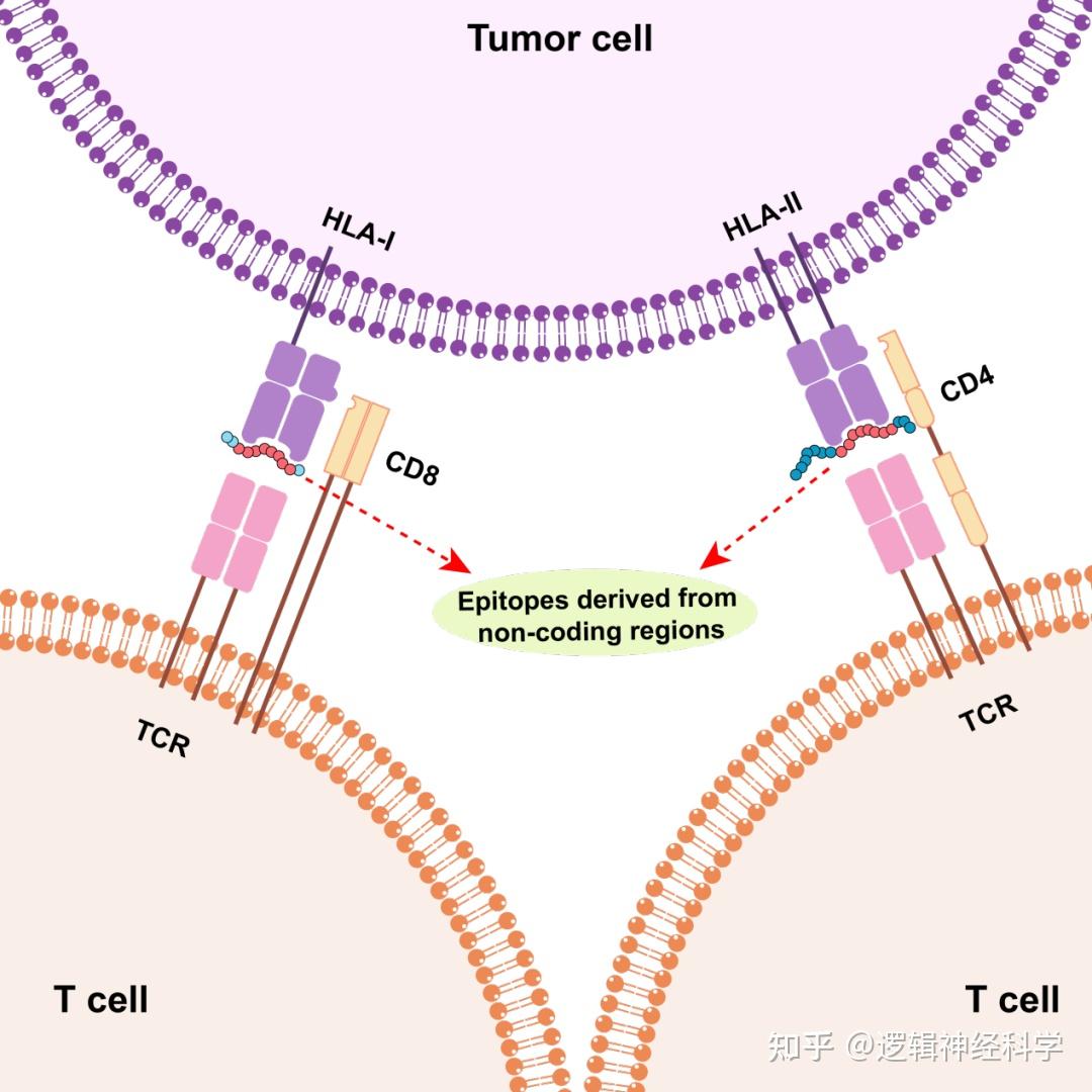 NAR︱哈尔滨医科大学李霞/徐娟教团队识别非编码区域的HLA呈递的免疫表位图谱 - 知乎