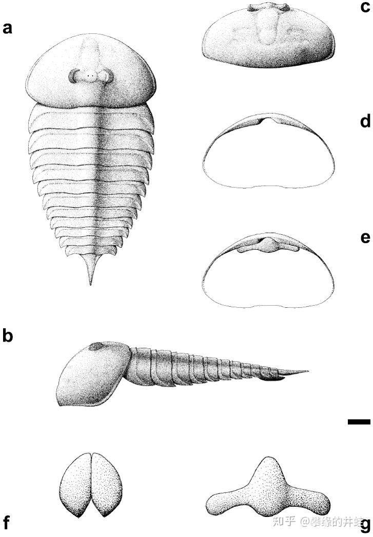 【地球演义】寒武纪的余烬：节肢动物篇 - 知乎
