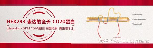 ACRO百普赛斯：靶向CD20、CD3——抗体药物研发的见证者，也是缔造者 - 知乎