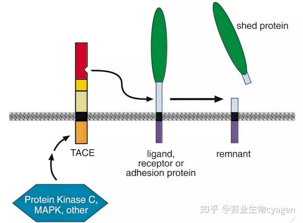 TNF-α基因敲除小鼠助力免疫研究 - 知乎