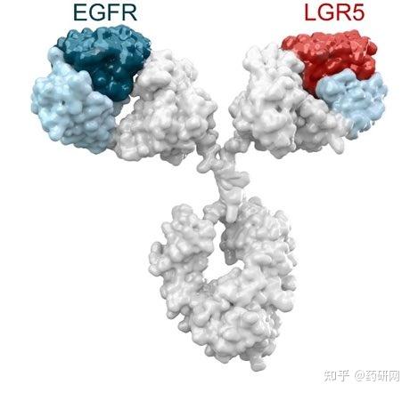 肿瘤干细胞标志物：LGR5 - 知乎
