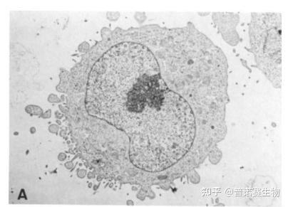 细胞学堂 | TF-1生长特性及形态大揭秘 - 知乎