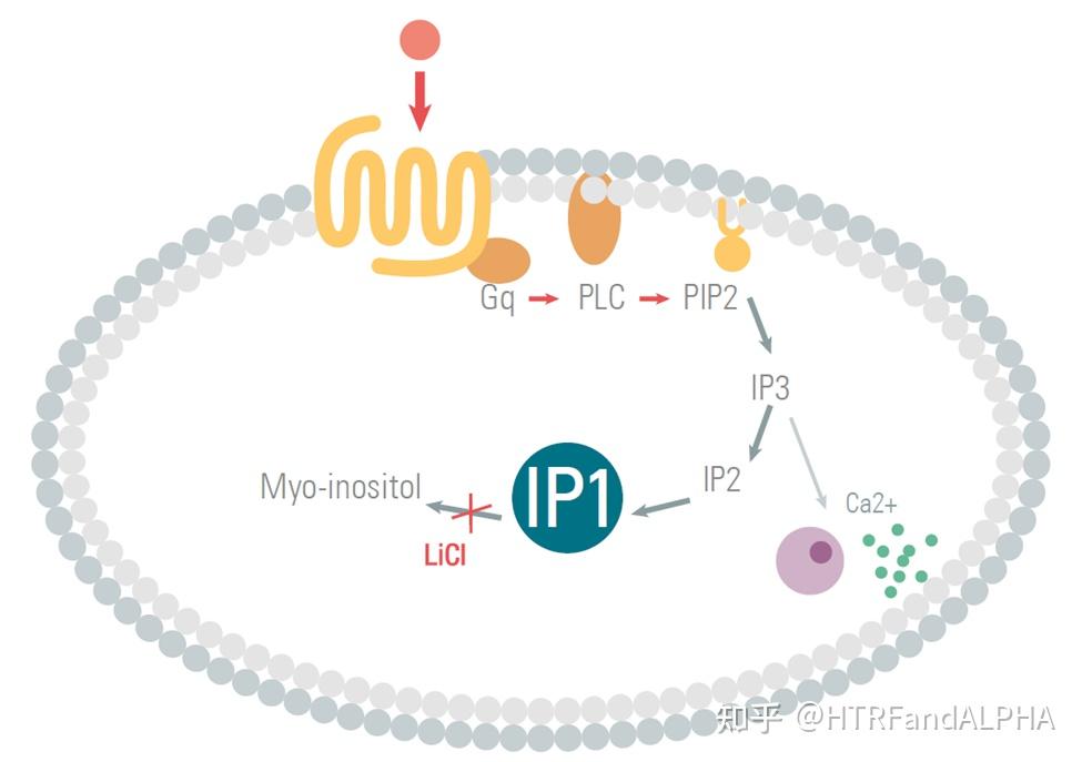 IP-One Gq kit，你值得拥有！ - 知乎