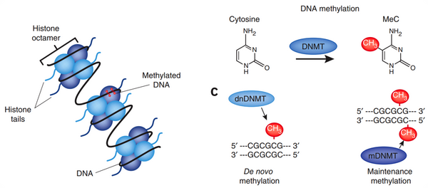 DNA甲基化究竟发生在哪儿？如何发生？ - 知乎