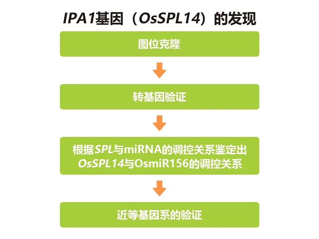 转录因子IPA1，次次都能发顶刊是怎么做到的？ - 知乎
