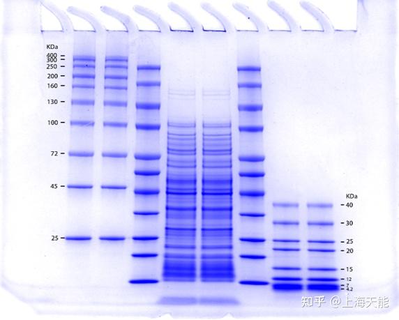 图片解读单一浓度胶与梯度胶的区别（聚丙烯酰胺凝胶电泳） - 知乎