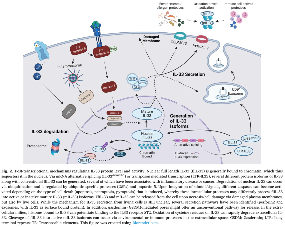 领异标心 | IL-33在癌症中的作用：最新进展和未来展望 - 知乎