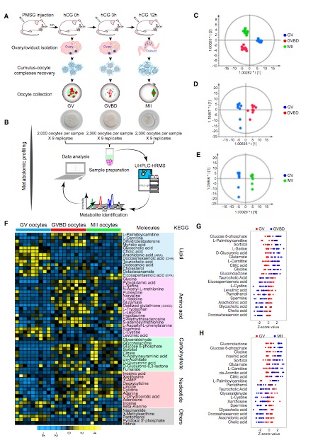 Mol Cell | 蛋白+代谢揭示卵细胞成熟机制 - 知乎