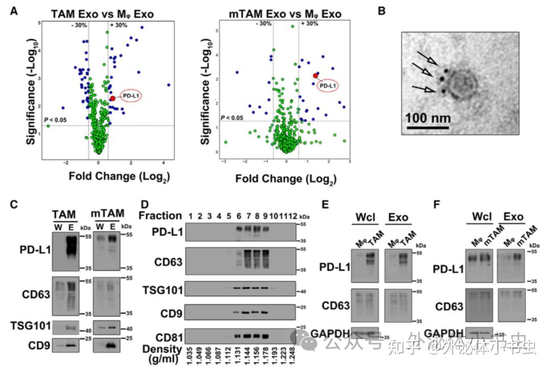 文献分享【Cell Rep.】巨噬细胞来源外泌体携带PD-L1导致肿瘤免疫抑制 - 知乎