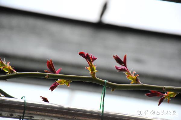 如何让月季“丰花”？掌握3个技巧，一根枝条冒4个花苞 - 知乎