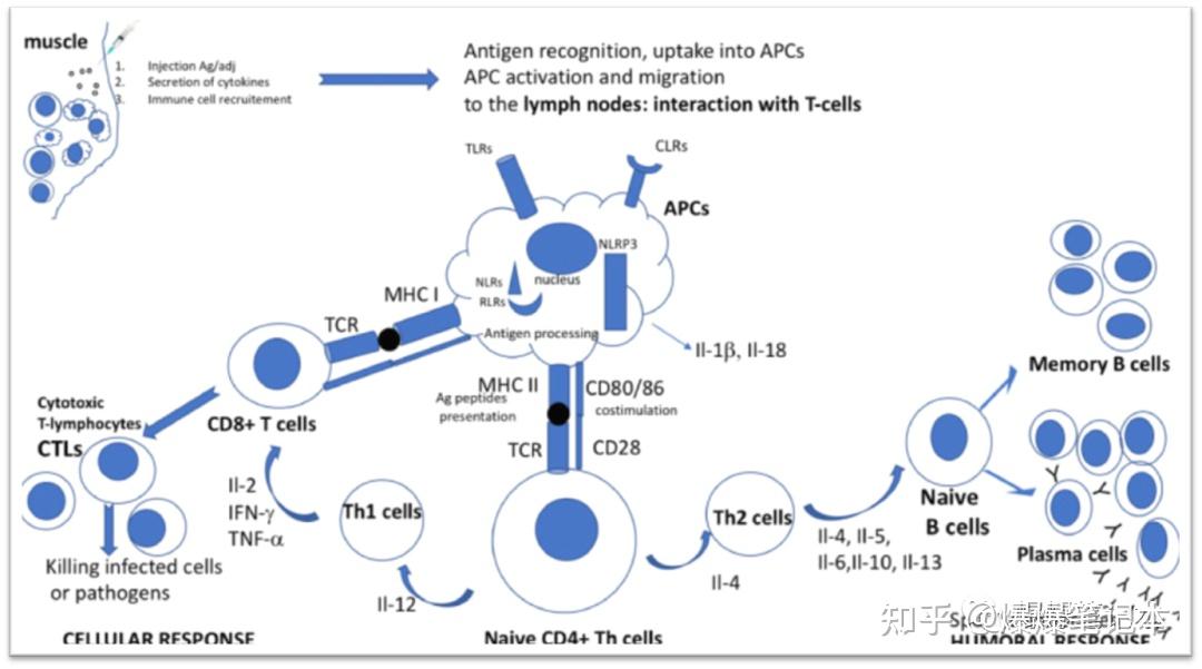 免疫应答的过程 - 知乎