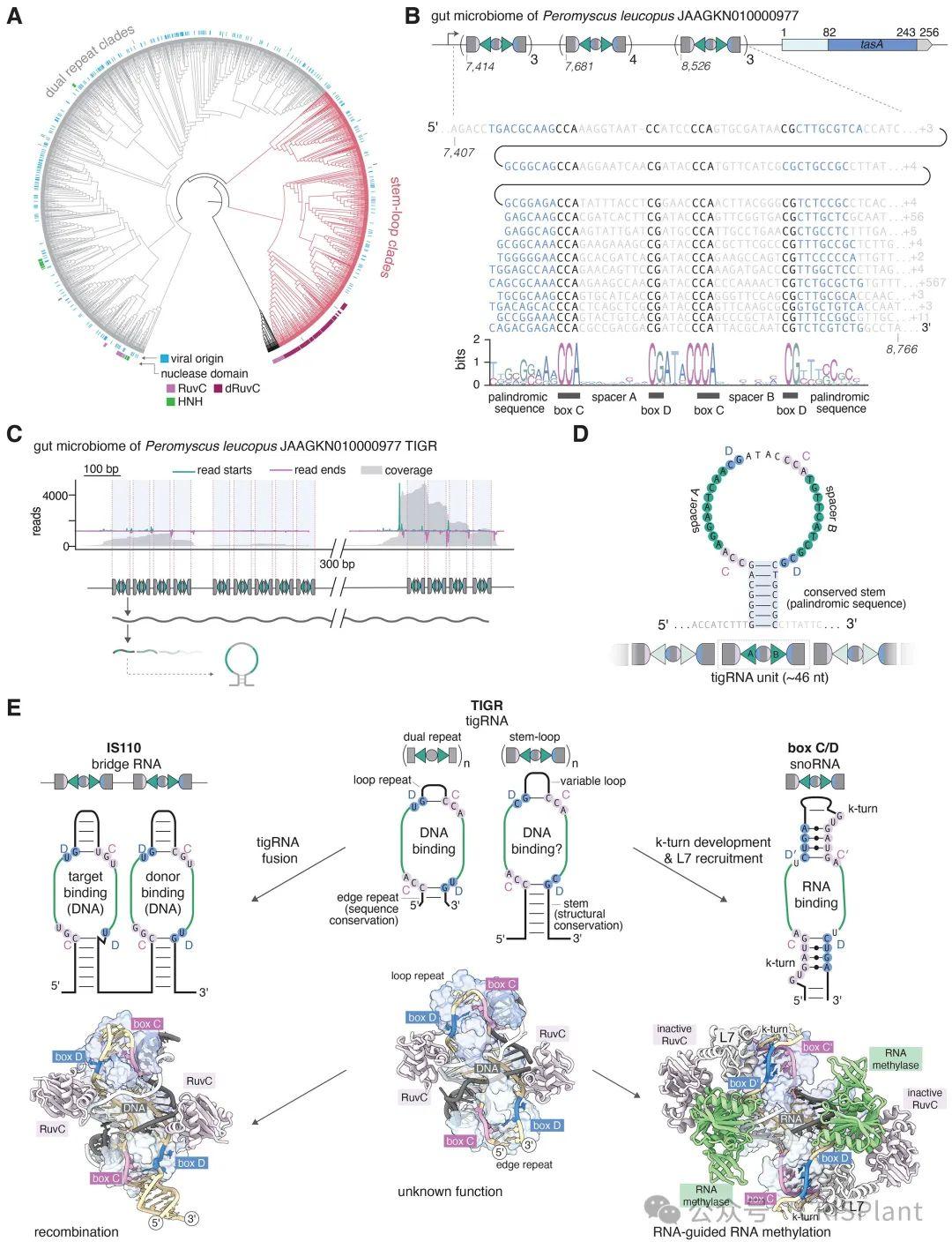 揭秘TIGR-Tas：自然界隐藏的“基因剪刀”新家族 - 知乎