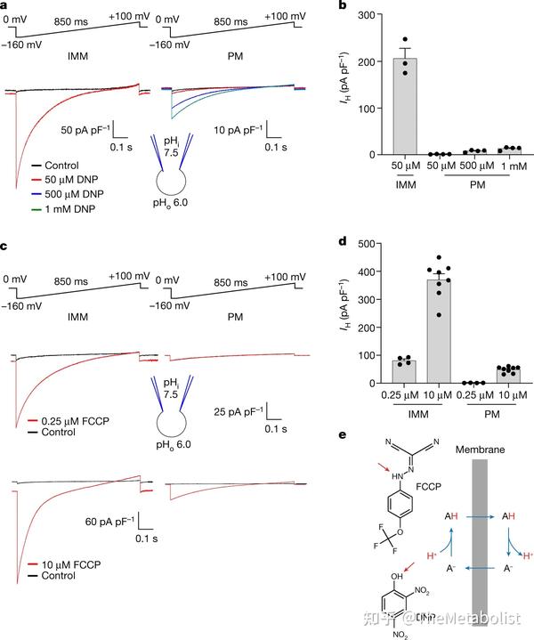 代谢学人--Nature：U，执行A计划！线粒体UCP1/AAC机制大揭秘 - 知乎