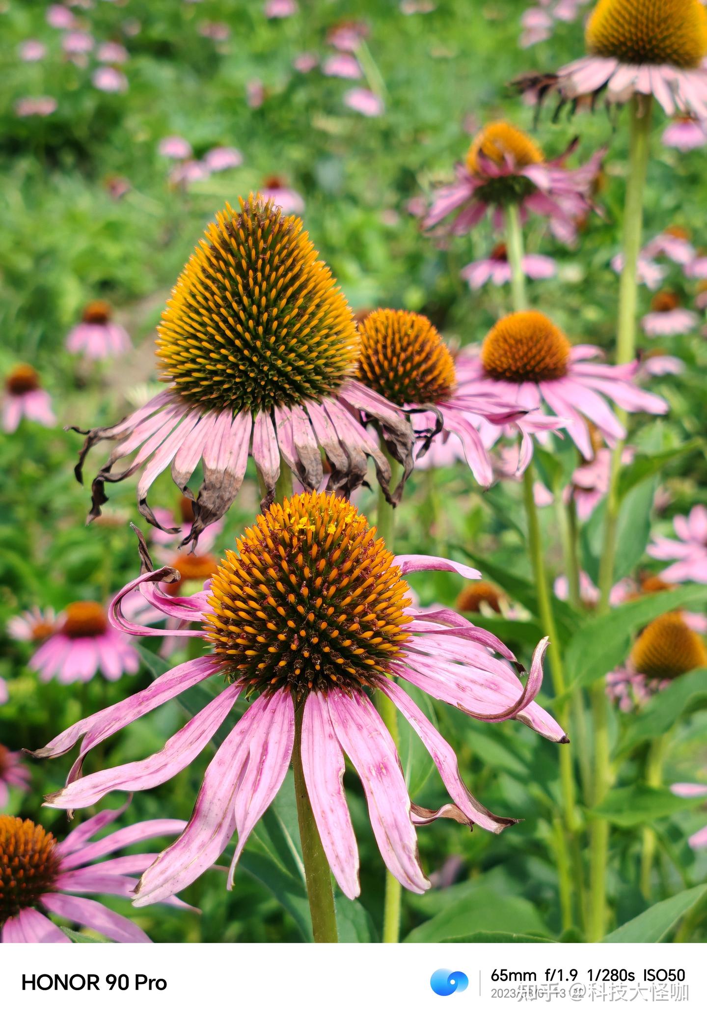 比LCD屏还护眼？跟风买了荣耀90Pro，用了一个多月，聊聊真实体验 - 知乎