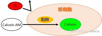 流式课堂 | 用Calcein AM/PI流式大法，测下你买的过年肉是否新鲜？ - 知乎