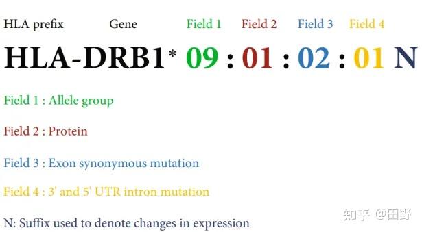 人类白细胞抗原(HLA)基因分型技术 - 知乎