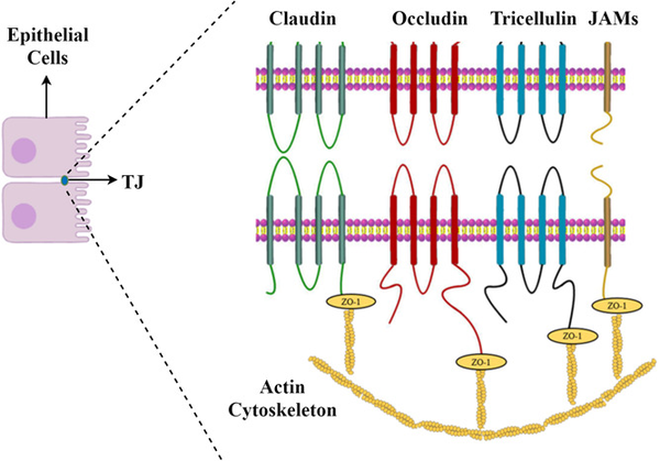 JCP 综述︱川大华西付平/赵宇亮团队评述肾小管上皮细胞紧密连接在急性肾损伤中的作用及研究进展 - 知乎