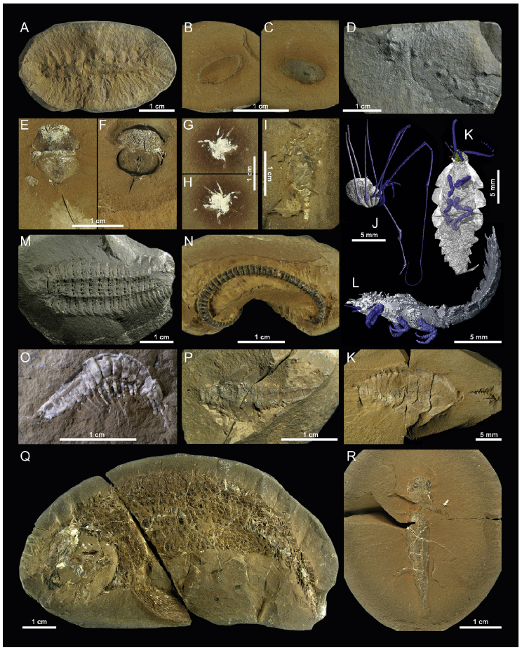 【地球演义】铁虿狰狞9：巨鲎末路 - 知乎