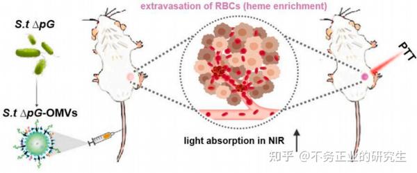 细菌外膜囊泡（OMV）体内生物安全性实验最全总结 - 知乎