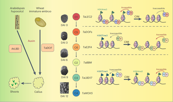 ATAC+RNA-seq揭秘植物领域的基因表观遗传调控！ - 知乎