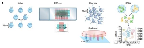 热点综述 | Nature子刊：Museum of spatial transcriptomics - 知乎