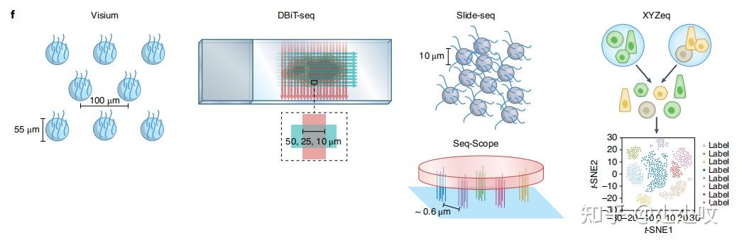 热点综述 | Nature子刊：Museum of spatial transcriptomics - 知乎