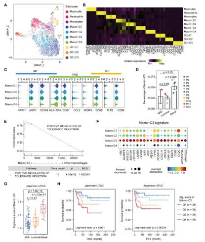 项目文章丨尿路上皮癌的单细胞测序揭示巨噬细胞和CD8+T细胞在疾病进展和免疫治疗反应中的作用 - 知乎