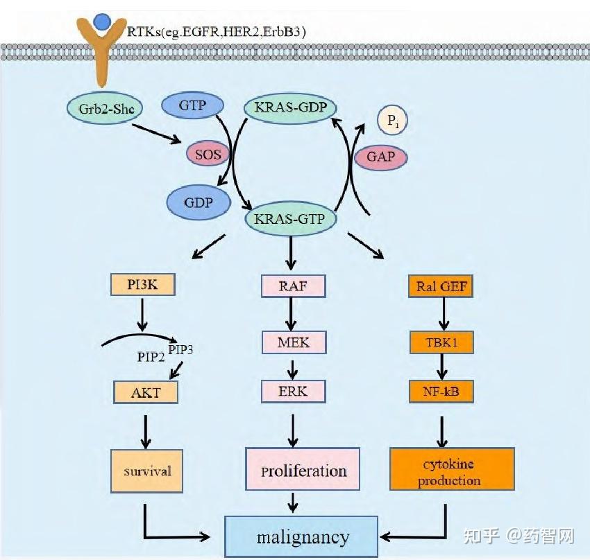Sotorasib增速回升！KRAS靶点能否引领癌症治疗新格局？ - 知乎