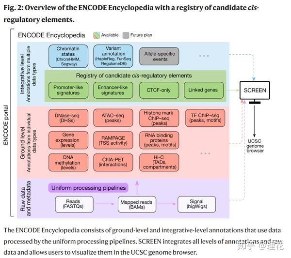 ENCODE项目第三期论文解读之一：扩增的人和小鼠基因组的DNA元件百科 - 知乎