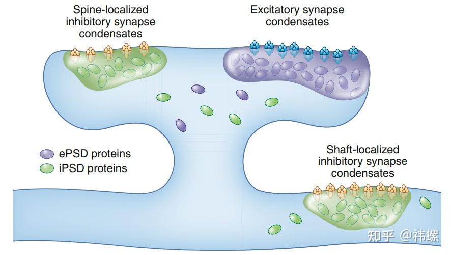 相分离相关综述（2） - 知乎
