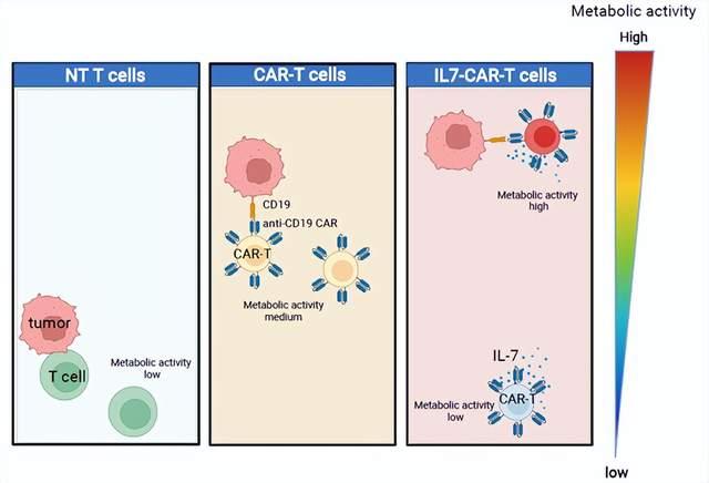 文献解读 | IL-7转基因调节CAR-T细胞抗肿瘤持久性研究 - 知乎