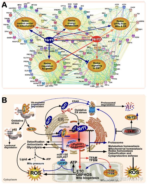 专家点评 Redox Biol︱Nrf1是维护细胞线粒体稳态而不可或缺的一个氧化还原决定因子 - 知乎
