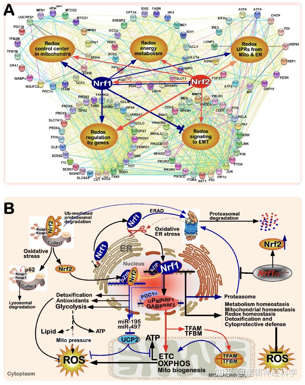 专家点评 Redox Biol︱Nrf1是维护细胞线粒体稳态而不可或缺的一个氧化还原决定因子 - 知乎