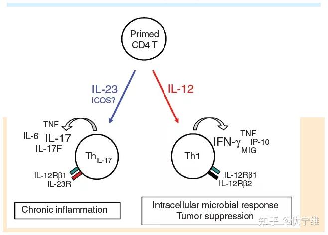 IL-12：先天性免疫和获得性免疫中的“端水大师” - 知乎