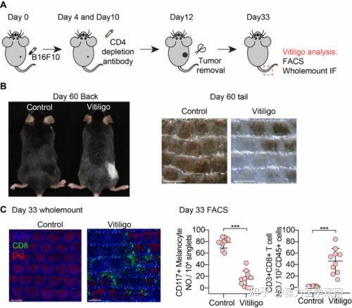 一种激活内源杀伤性CD8+ T细胞的白癜风小鼠模型的建立方法 - 知乎