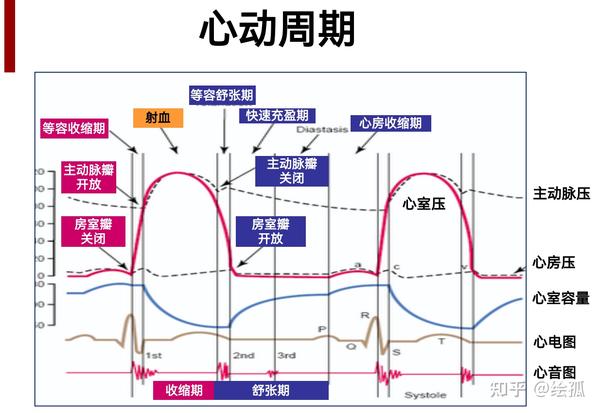 【循环系统2.2】【临床诊断学】心血管系统体格检查 - 知乎
