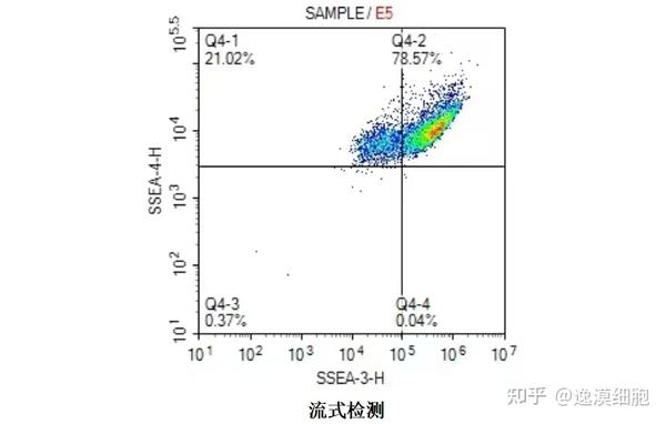 hESC(H9)人胚胎干细胞培养攻略 - 知乎