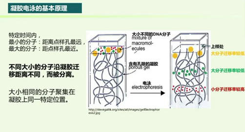 国庆特辑mrna小指南 质粒检测学问多,跟着入门不怕错 知乎