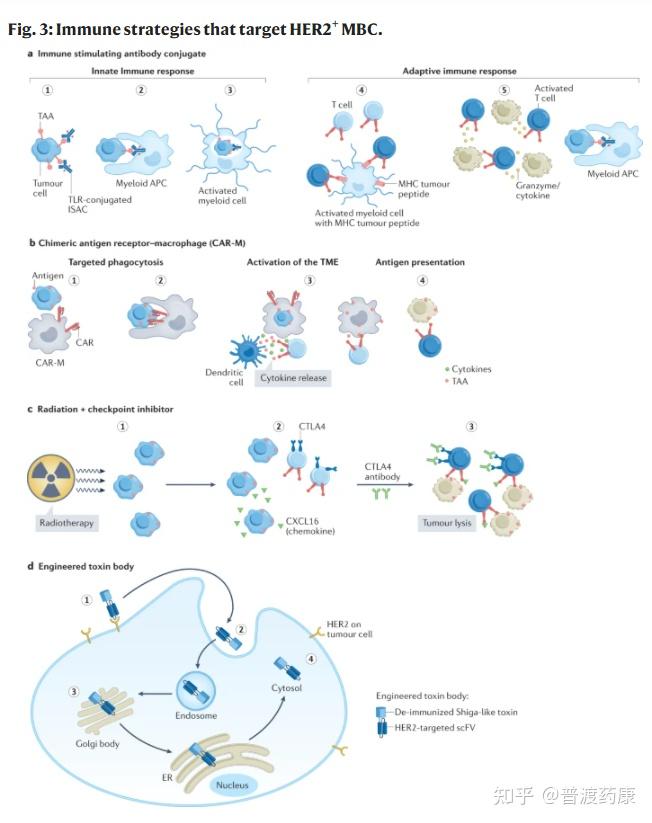 乳腺癌的靶向治疗: 进展与未来方向 - 知乎