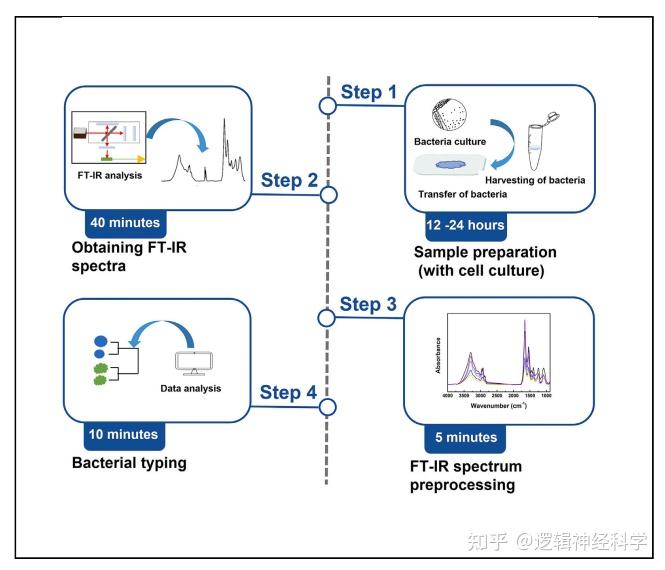 STAR Protocols︱宁波大学余绍宁/茅台科学与技术研究院杨帆研究团队发展红外光谱微生物分型新方法 - 知乎