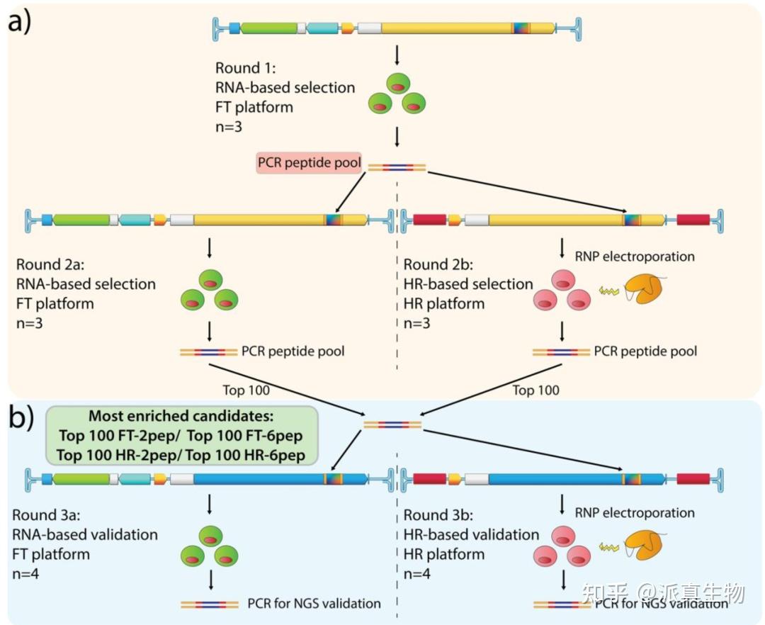 比AAV6强5倍！T细胞靶向AAV新衣壳AAV‑T1/T2，助力通用型CAR‑T开发 - 知乎