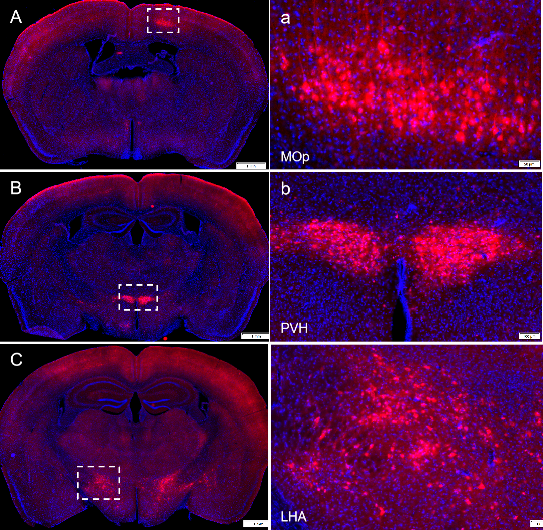 小布show｜增亮版红色PRV测试报告 - 知乎