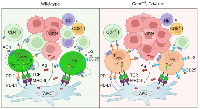 Nature Cancer (IF=22.7): 胆碱能CD4+ T细胞在癌症免疫中的免疫监测作用 - 知乎