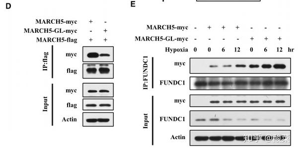 泛素化研究很难？这篇7+文章提供了新指南！ - 知乎