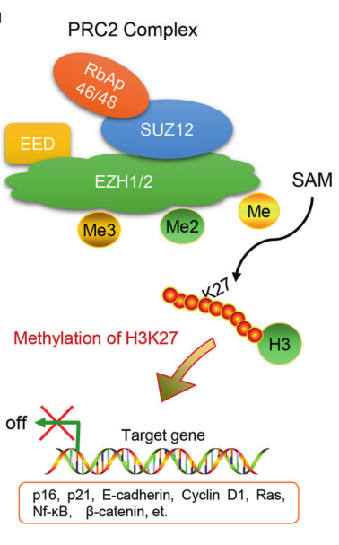 肿瘤新型治疗靶点：EZH1/2 - 知乎