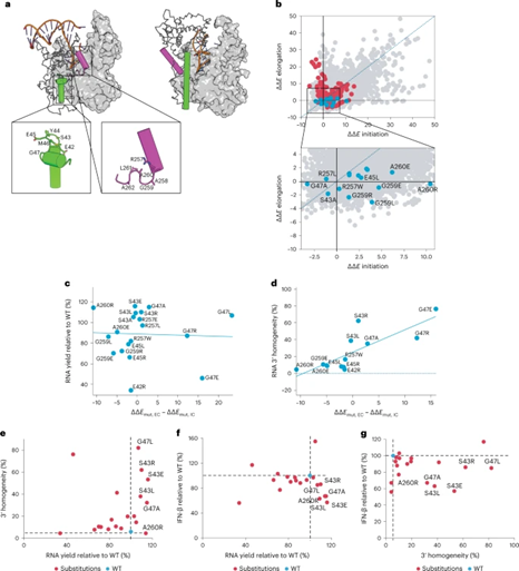 【耀文解读】mRNA IVT篇︱Modern团队首次发现T7 RNA聚合酶双突变体，减少免疫刺激副产物 - 知乎