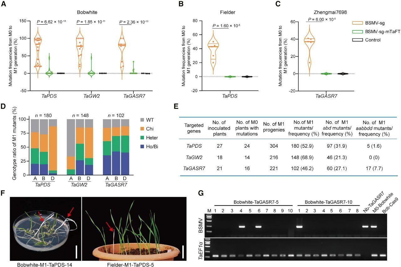 听说无需组培就可以获得基因编辑植株 - 知乎